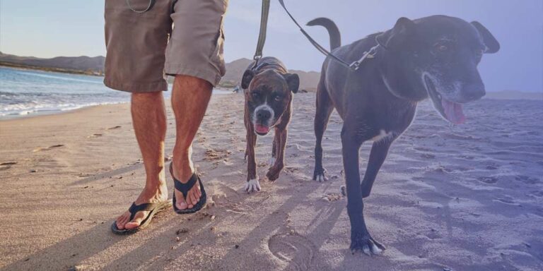 The Basics of How to Properly Lead Walk Your Dog – My Dog Trainer Pro